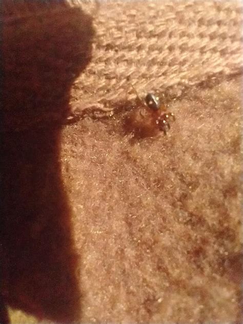 Found This Spider Ive Never Seen Rwhatsthisbug