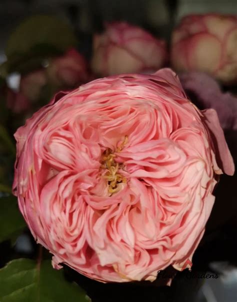 Pin Up Rose Plant Cut Roses