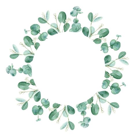 Cadre Rond Deucalyptus Aquarelle Isolé Sur Fond Blanc Branches D