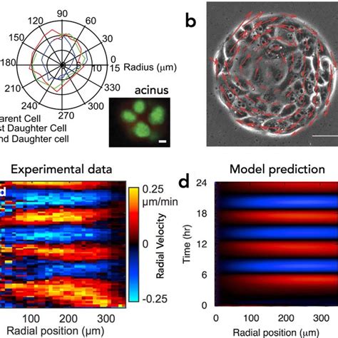 Pdf Continuum Models Of Collective Cell Migration