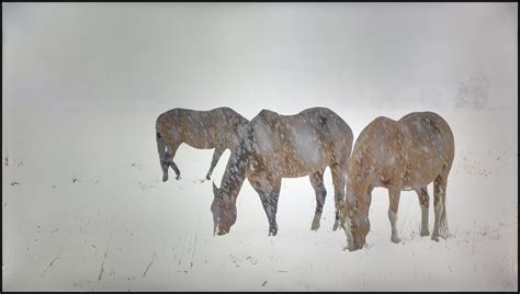 Compare TCL P Vs TCL C Pro