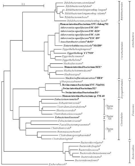 Phylogenetic Tree Showing Representative Species Of The Major Taxa Of Download Scientific