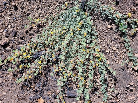 Acmispon Decumbens Var Davidsonii Calflora