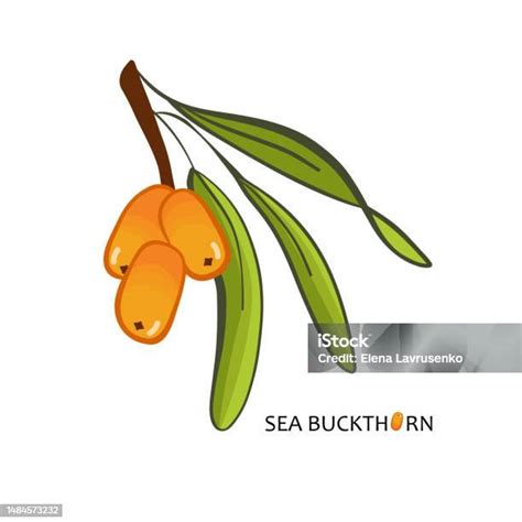 바다 갈매 나무속의 손으로 그렸습니다 하얀 바탕에 숲 갈매 나무속 0명에 대한 스톡 벡터 아트 및 기타 이미지 0명 가을 건강관리와 의술 Istock