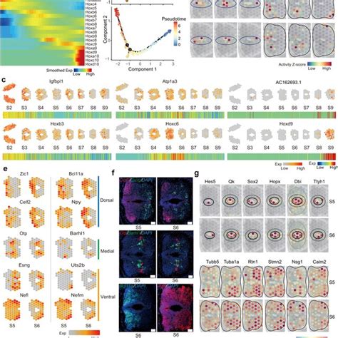 3d Alignment To Reveal Body Axes And Spinal Cord Patterning A Heatmap Download Scientific
