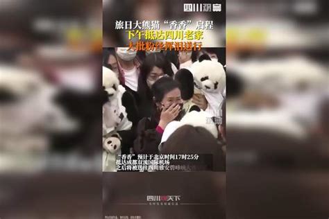 旅日大熊猫“香香”启程，下午抵达四川老家。