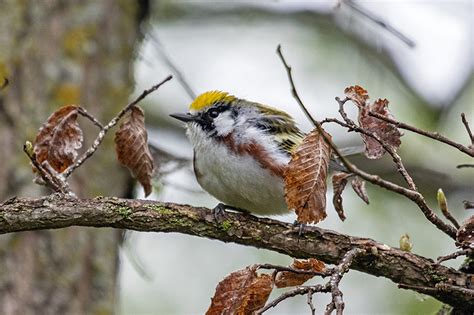 Spring Warbler Roundup
