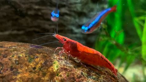 How To Identify Male And Female Cherry Shrimp Shrimp Tank Expert