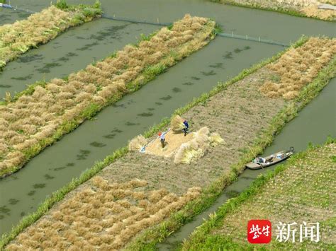 兴化千垛菜花4600亩油菜迎来菜籽收获季 周社根 景区 王国柱