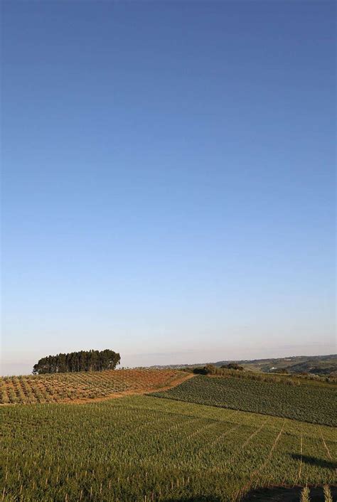 Vinha - Quinta Vale Benfeito