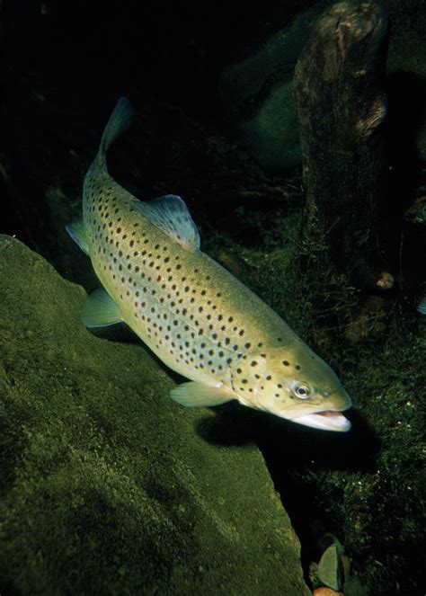 Brown Trout Salmonid Streams And Rivers Britannica