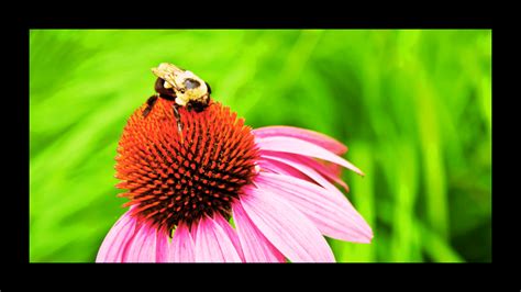 The Startling Truth Are Carpenter Bee Stings Dangerous
