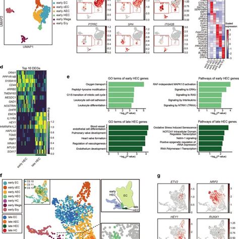 Different Features And Origins Of The Early And Late HECs A UMAP