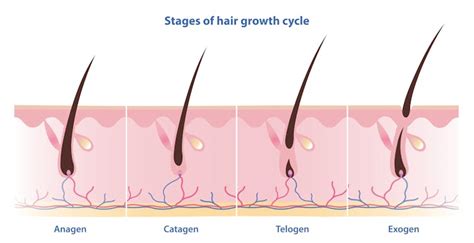 Why Do Some Peoples Hair And Nails Grow Quicker Than…