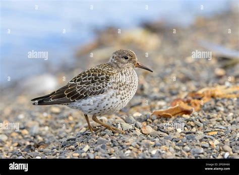 Purple Sandpiper Calidris Maritima In Breeding Plumage Foraging Along