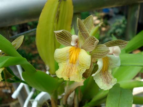 Aspasia Epidendroides Lindley