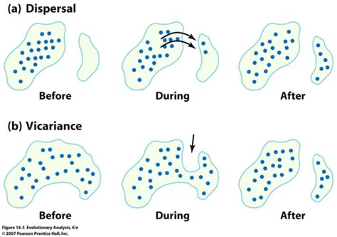 Evolution Quiz 4 2 Flashcards Quizlet