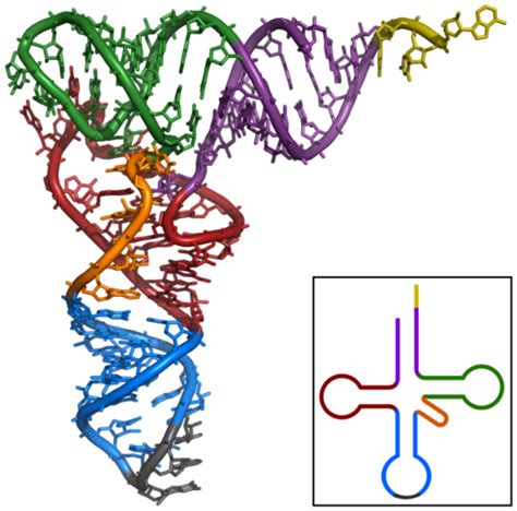 Non Coding Rna Wikipedia