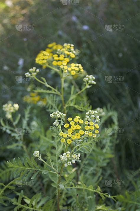葡萄树在开花