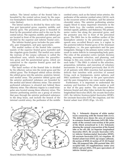 Frontal Lobectomypdf 11 Surgical Details Pdf Brain And Nervous
