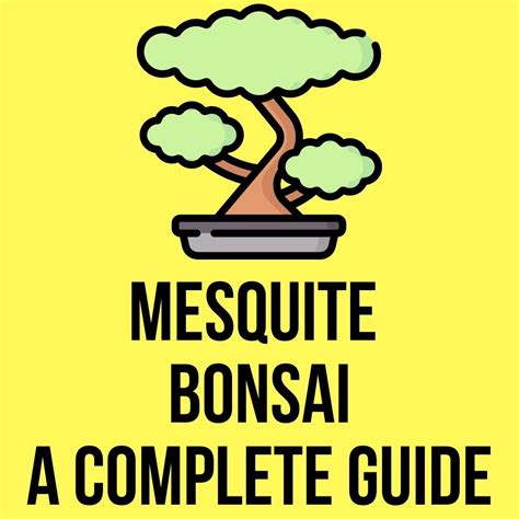 How To Grow Mesquite Bonsai In Easy Way Complete Guide