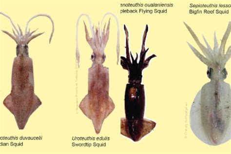 Squid Game Get To Know Some Squid Species Of Panay