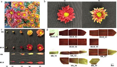Appearance Of Mutant And Stabilization Of Mutant Character A First
