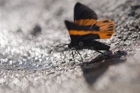 Close Up Of Moth Puddling On The Ground In Nature Stock Image Image