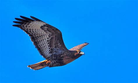 Red Tail Hawk In Flight At Lake Jennings California
