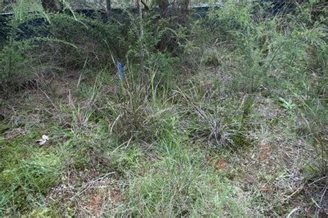 Ground Layer Vegetation At W047 In Area 6 Where 10 Wahlenbergia