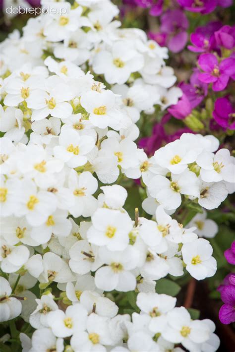 Szkółka Bylin Dobrepole Arabis Caucasica Aubris White Gęsiówka