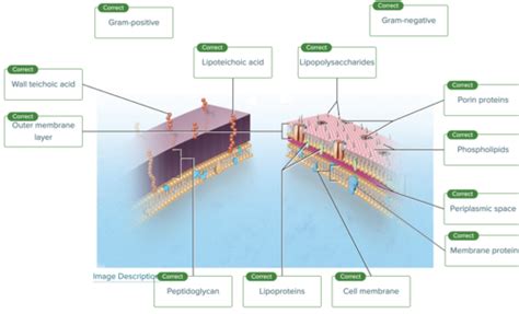 HW Prokaryotes Flashcards Quizlet