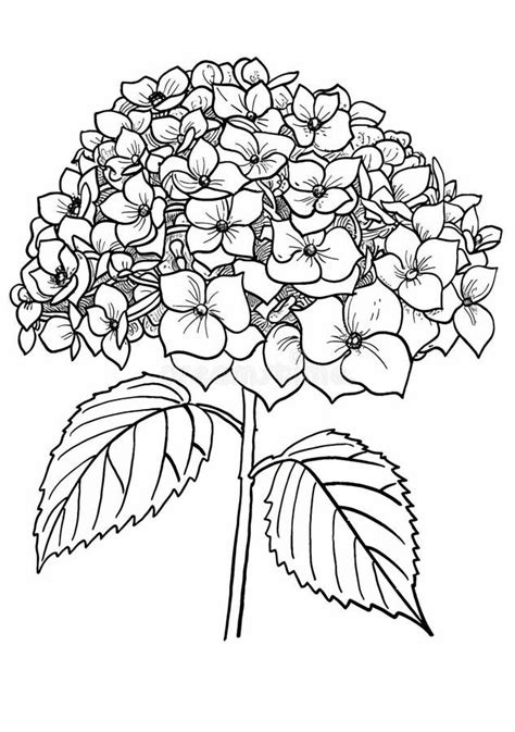 Simple Hydrangea Drawing How To Draw A Hydrangea Flower In A Few Easy