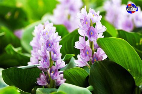 រូបថតប្រចាំសប្តាហ៍៖ គយគន់ទស្សនីយភាពស្រស់ត្រកាល នៃផ្កាត្រកៀត ឬផ្កាកំប្លោក នៅស្រុកបន្ទាយស្រី