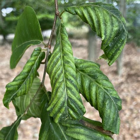 Beech Leaf Disease Treatment Weston Nurseries