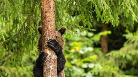 Check Out The Winners Of The Hilarious Comedy Wildlife Photography