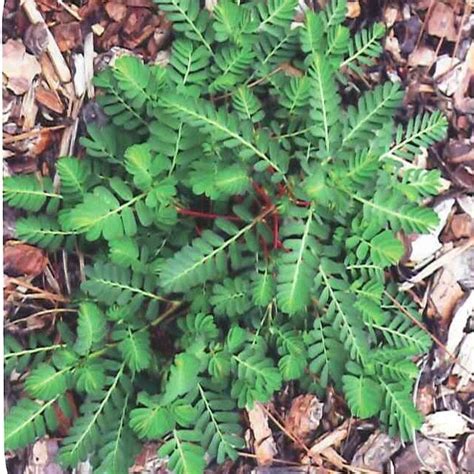 Florida Weed Identification Lawn Care Extraordinaire