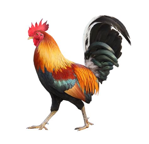Hen Pngs For Free Download