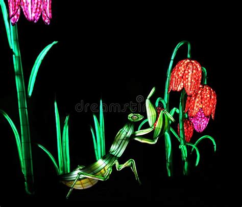 Pink Flower Lights With Grasshopper Stock Image Image Of Tulip Black