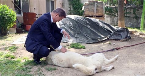 문 대통령 반려견 마루 청와대 입성 퍼스트 도그 됐다
