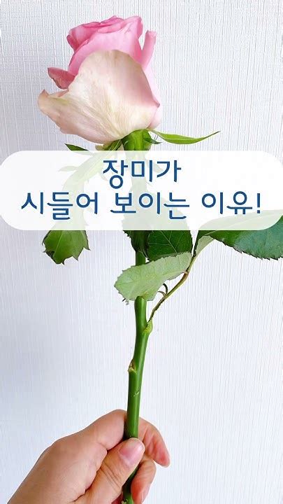 장미 오래보는 방법 장미꽃 꽃배송 Flowers Flowerarrangement 성전꽃꽂이 Bouquet 교회장식