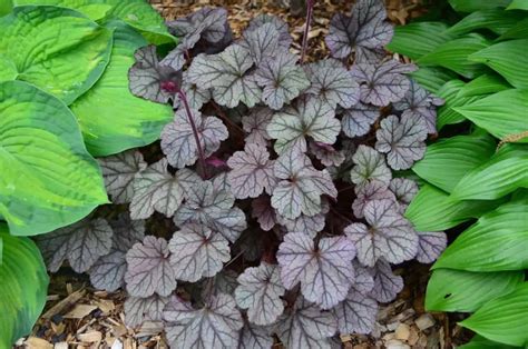 Coral Bells And Hostas Make A Great Garden Combination