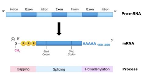 Biochem Section Splicing In Eukaryotes Flashcards Quizlet