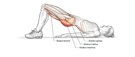 Glute Bridges Muscles Worked