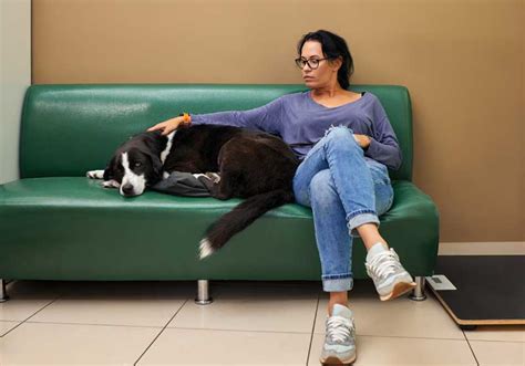 How To Prepare For Euthanasia Veterinary Practice News
