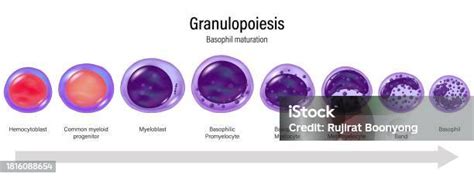 Granulopoiesis 벡터의 단계 호염기 성숙 혈구세포 골수성 전구세포 골수아세포 전골수세포 골수세포 메타골로세포
