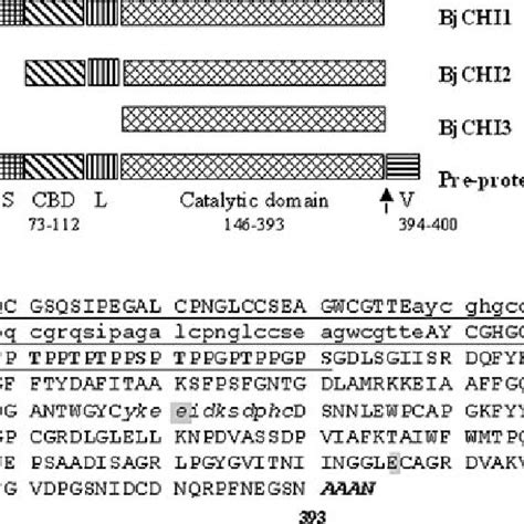 Sequence Comparisons And Homology Modeling A A Homology Model Was