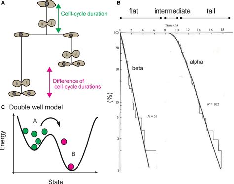 Cell Cycle Checkpoints Graph