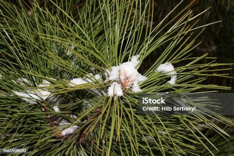 눈 속의 소나무 가지 카르코프 우크라이나 0명에 대한 스톡 사진 및 기타 이미지 0명 12월 1월 Istock