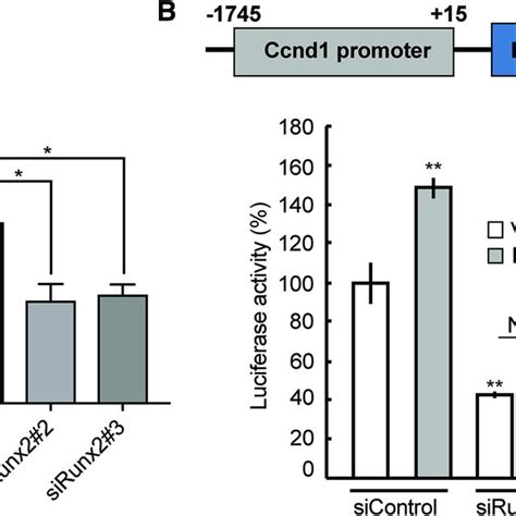 Pka Increases Ccnd1 Expression In A Runx2 Dependent Manner A Effect Of